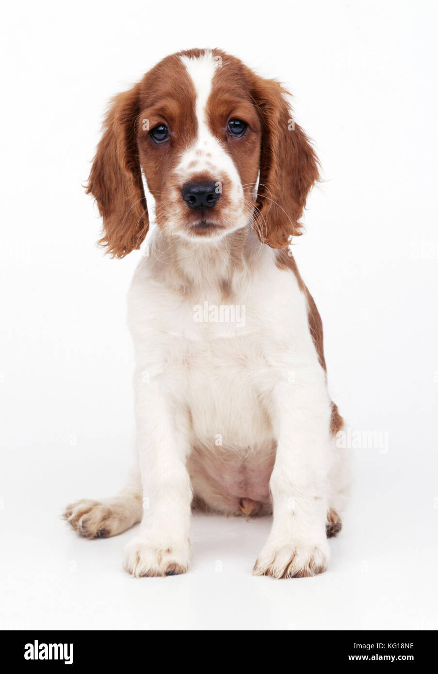 Cucciolo di cane springer spaniel immagini e fotografie stock ad alta ...