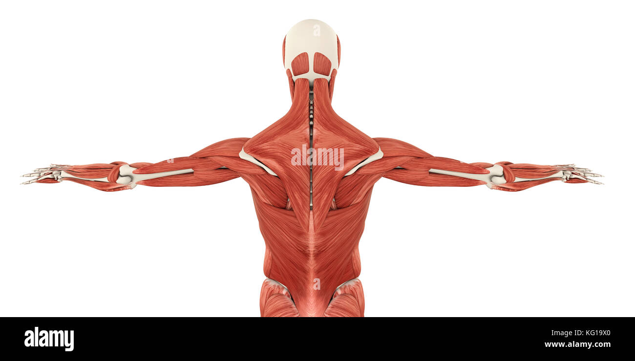 Musculos de la espalda anatomia immagini e fotografie stock ad alta ...