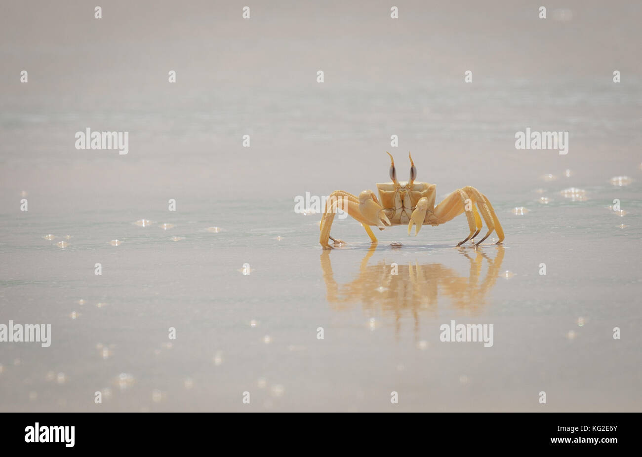 Corsa dei granchi immagini e fotografie stock ad alta risoluzione - Alamy