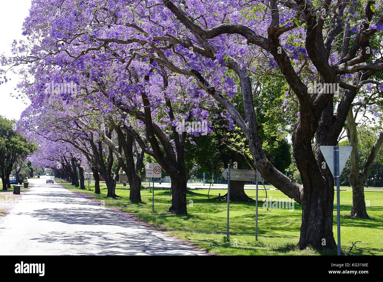 Viale di alberi di jacaranda viola immagini e fotografie stock ad alta ...