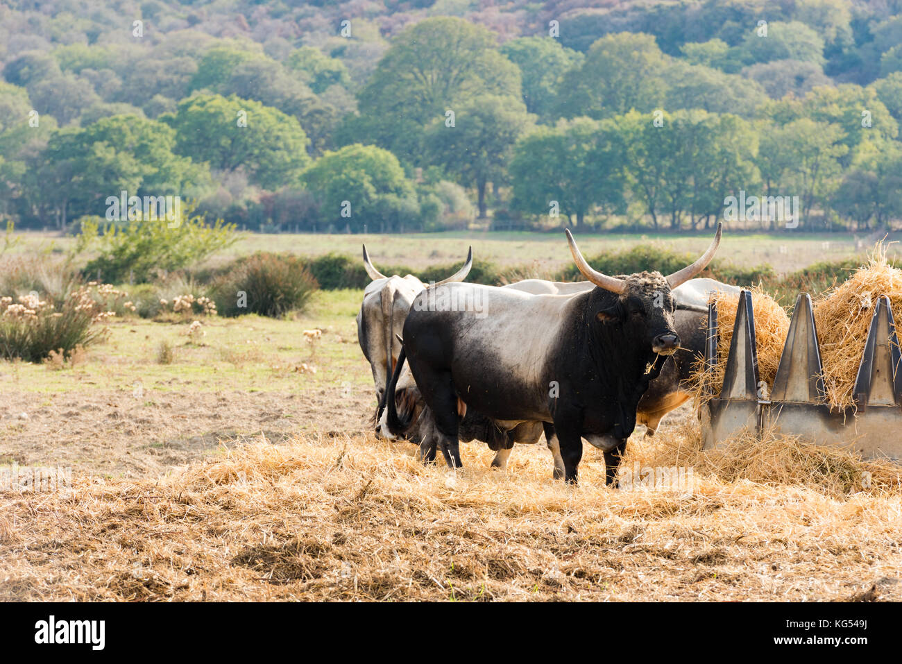 Maremma breed cattle immagini e fotografie stock ad alta risoluzione ...