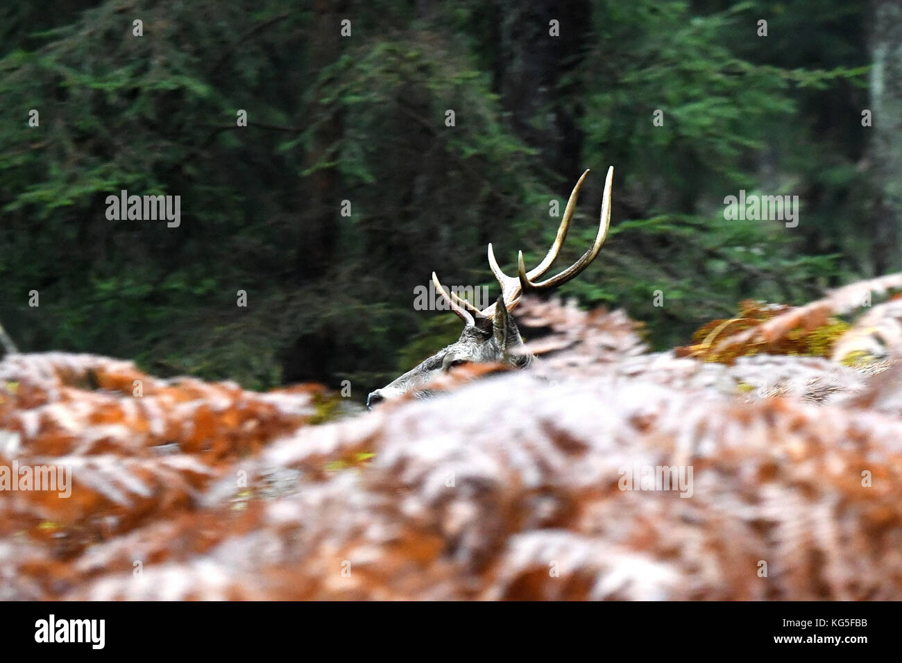 Cervo della foresta immagini e fotografie stock ad alta risoluzione - Alamy