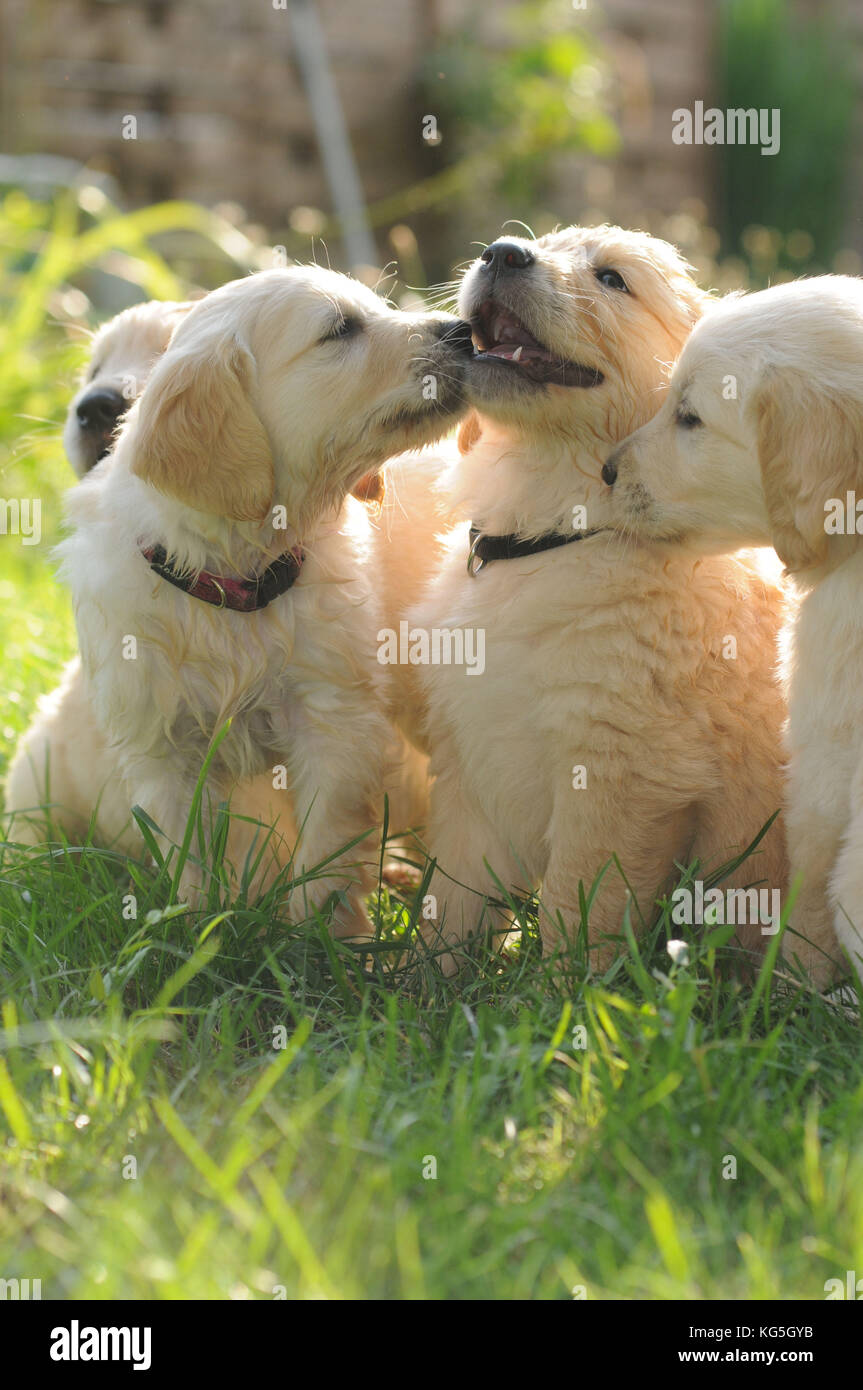 Tre cuccioli di cane golden retriever nel giardino immagini e ...