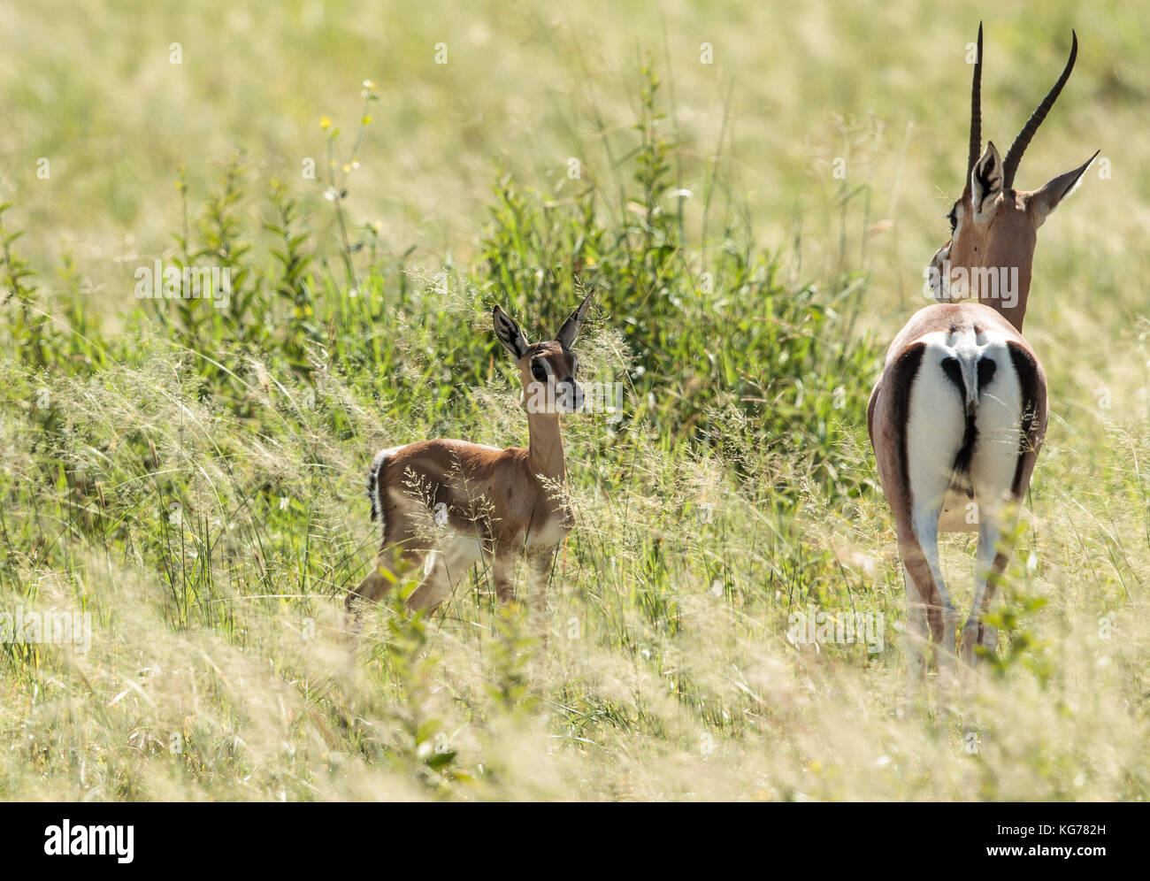 Gazzella comune immagini e fotografie stock ad alta risoluzione - Alamy