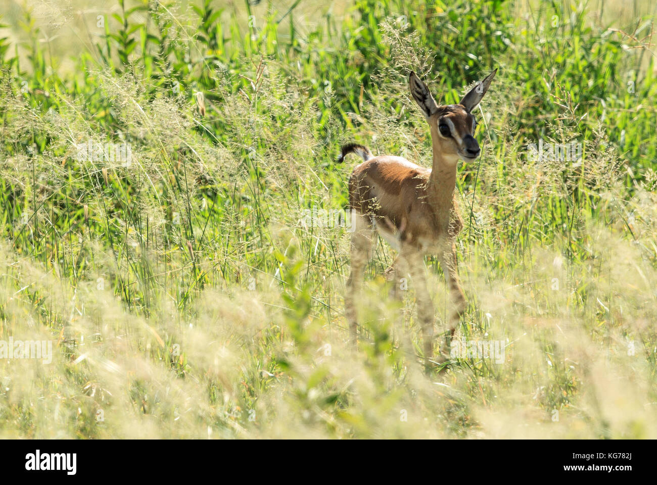 Gazzella comune immagini e fotografie stock ad alta risoluzione - Alamy