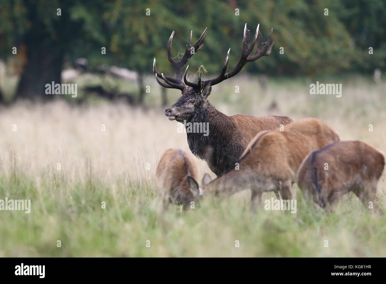 Stagione degli amori dei cervi rossi immagini e fotografie stock ad ...
