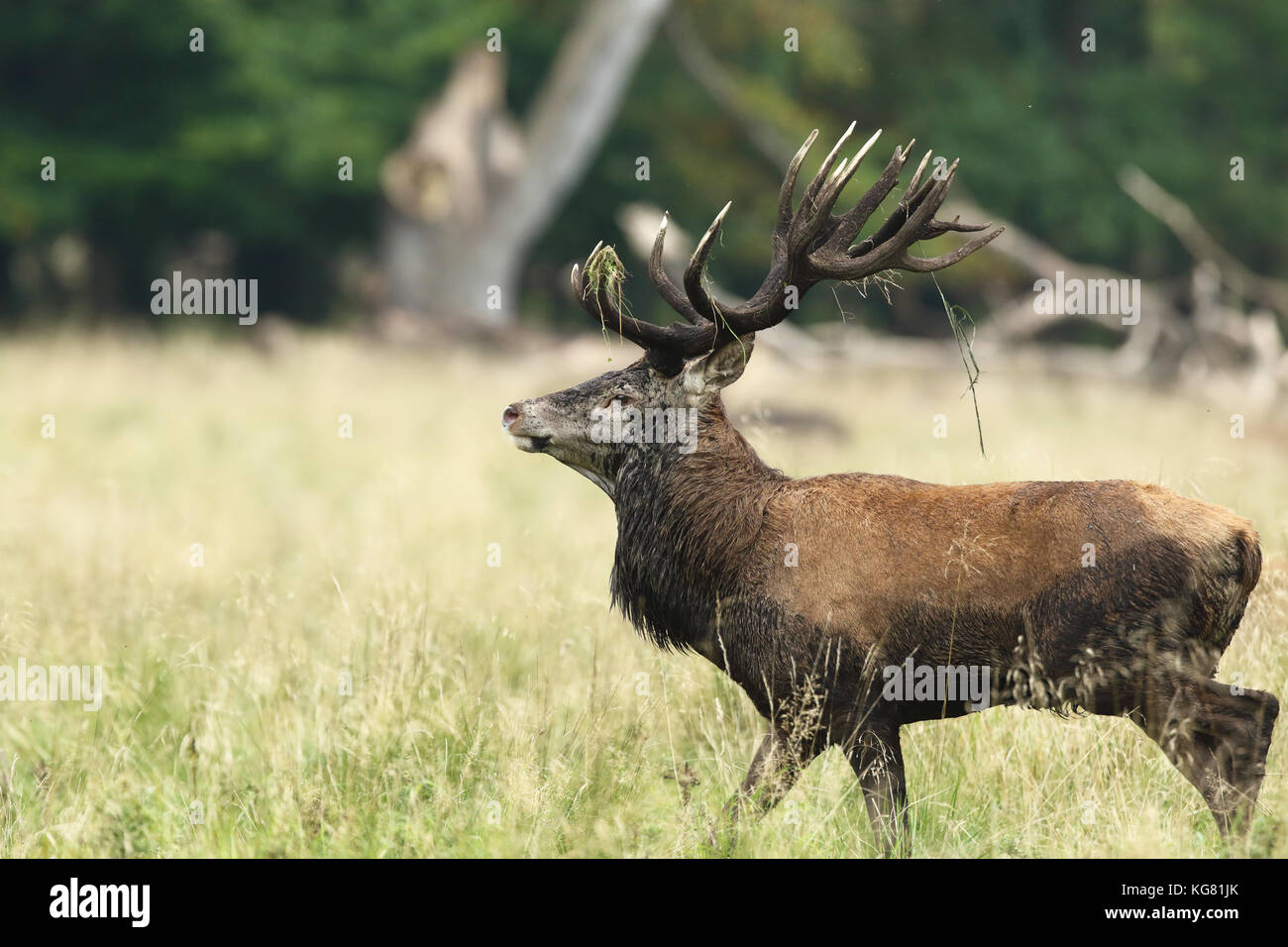 Stagione degli amori dei cervi rossi immagini e fotografie stock ad ...