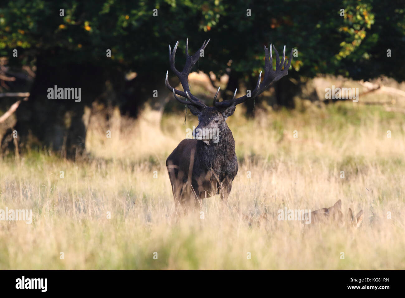 Stagione degli amori dei cervi rossi immagini e fotografie stock ad ...