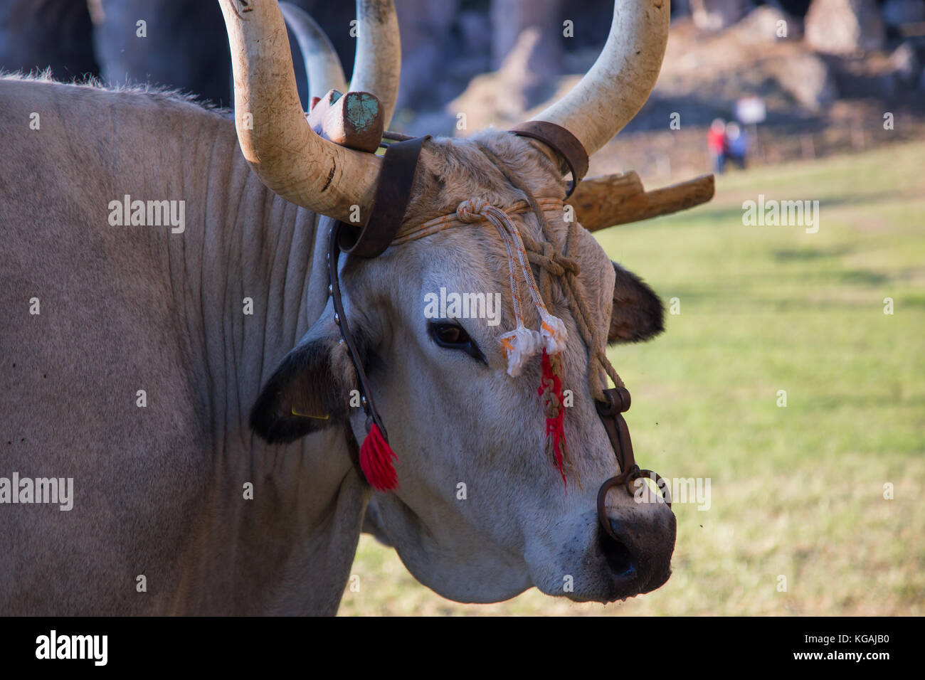 Vacca maremmana immagini e fotografie stock ad alta risoluzione - Alamy