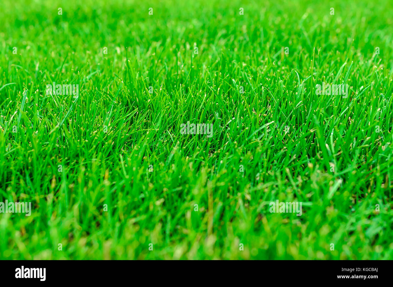 Soccer stadium lawn immagini e fotografie stock ad alta risoluzione - Alamy