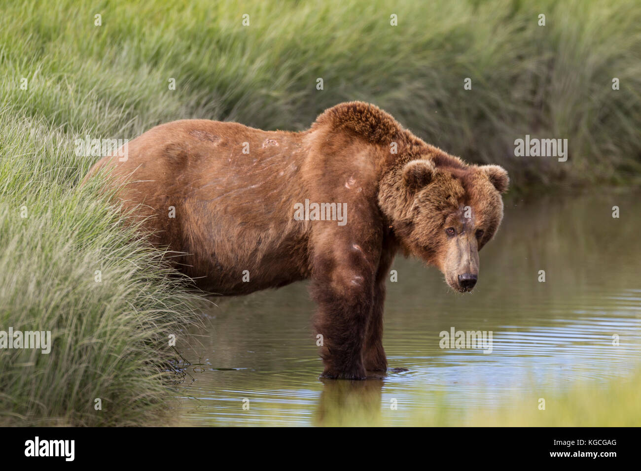 Alaskan brown bear immagini e fotografie stock ad alta risoluzione - Alamy