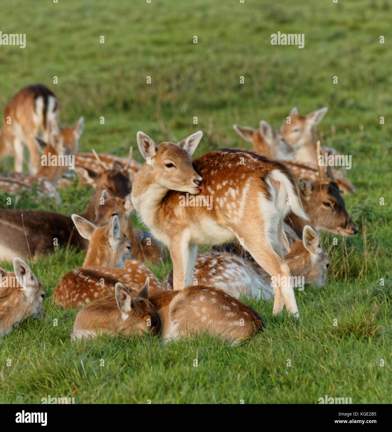 Passeggiata nel parco dei cervi immagini e fotografie stock ad alta ...