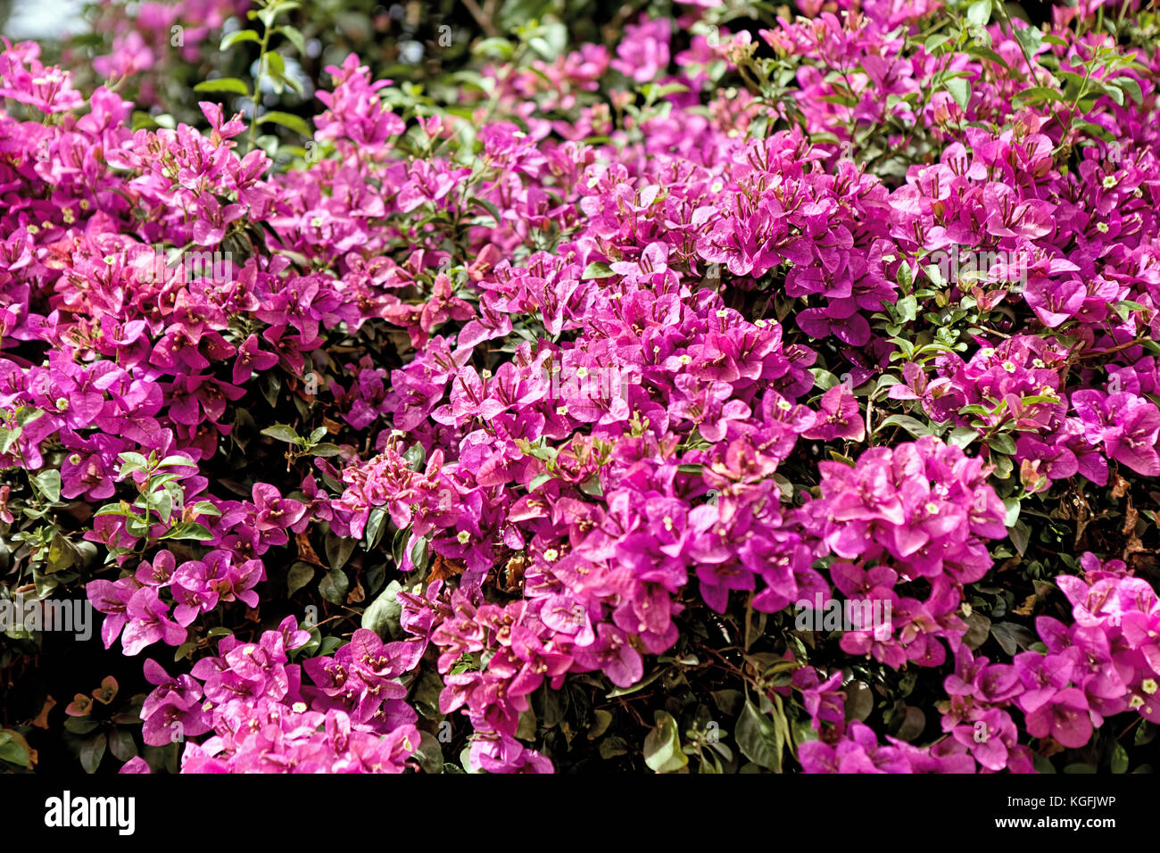Bellissimi dettagli naturali della pianta pungente immagini e ...