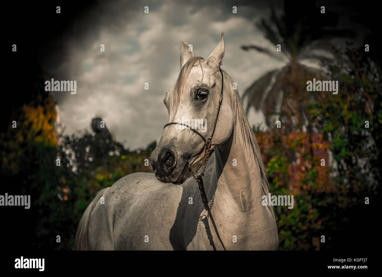 Metà cavallo immagini e fotografie stock ad alta risoluzione - Alamy
