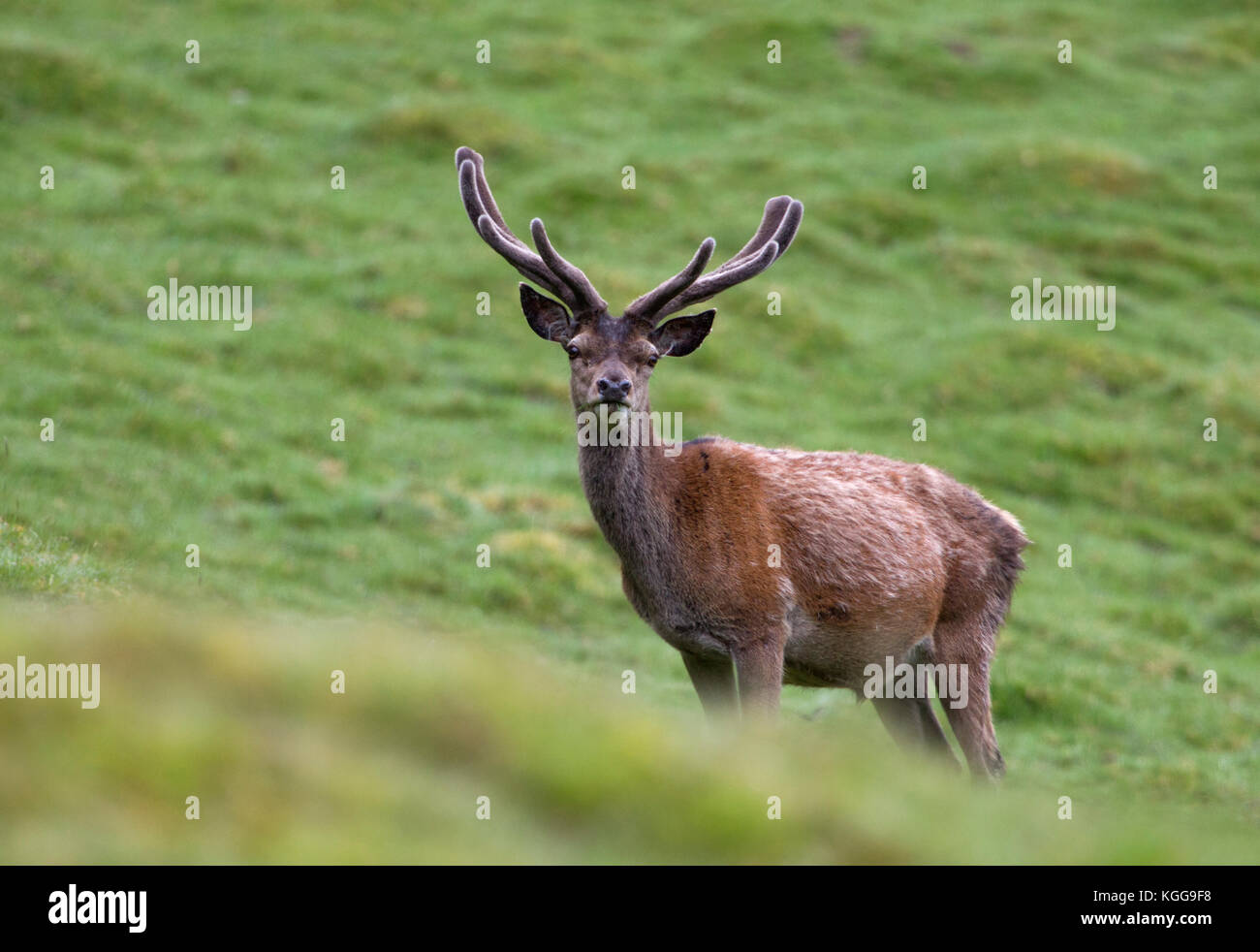 Cervi, Cervus elaphus, singolo adulto maschio con corna di cervo in ...