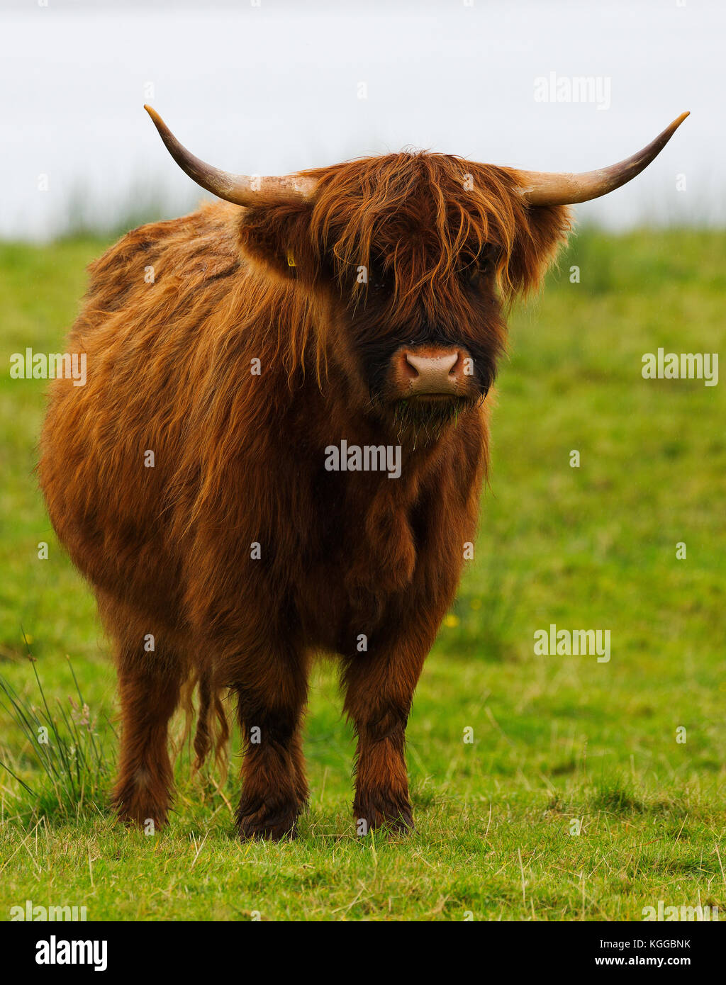 Pascolo Bovino Immagini e Fotos Stock - Alamy