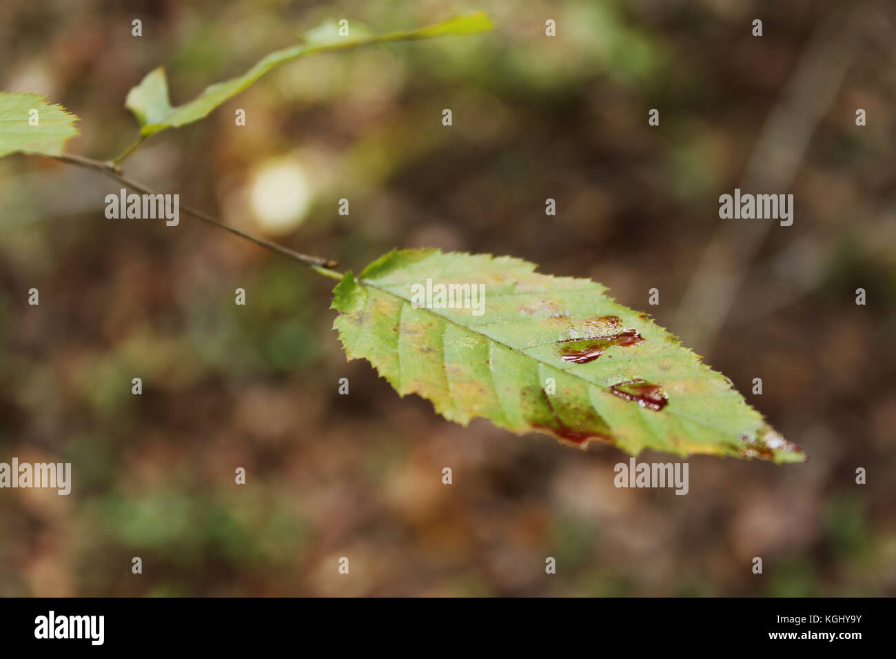 Foglie di alberello di olmo immagini e fotografie stock ad alta ...