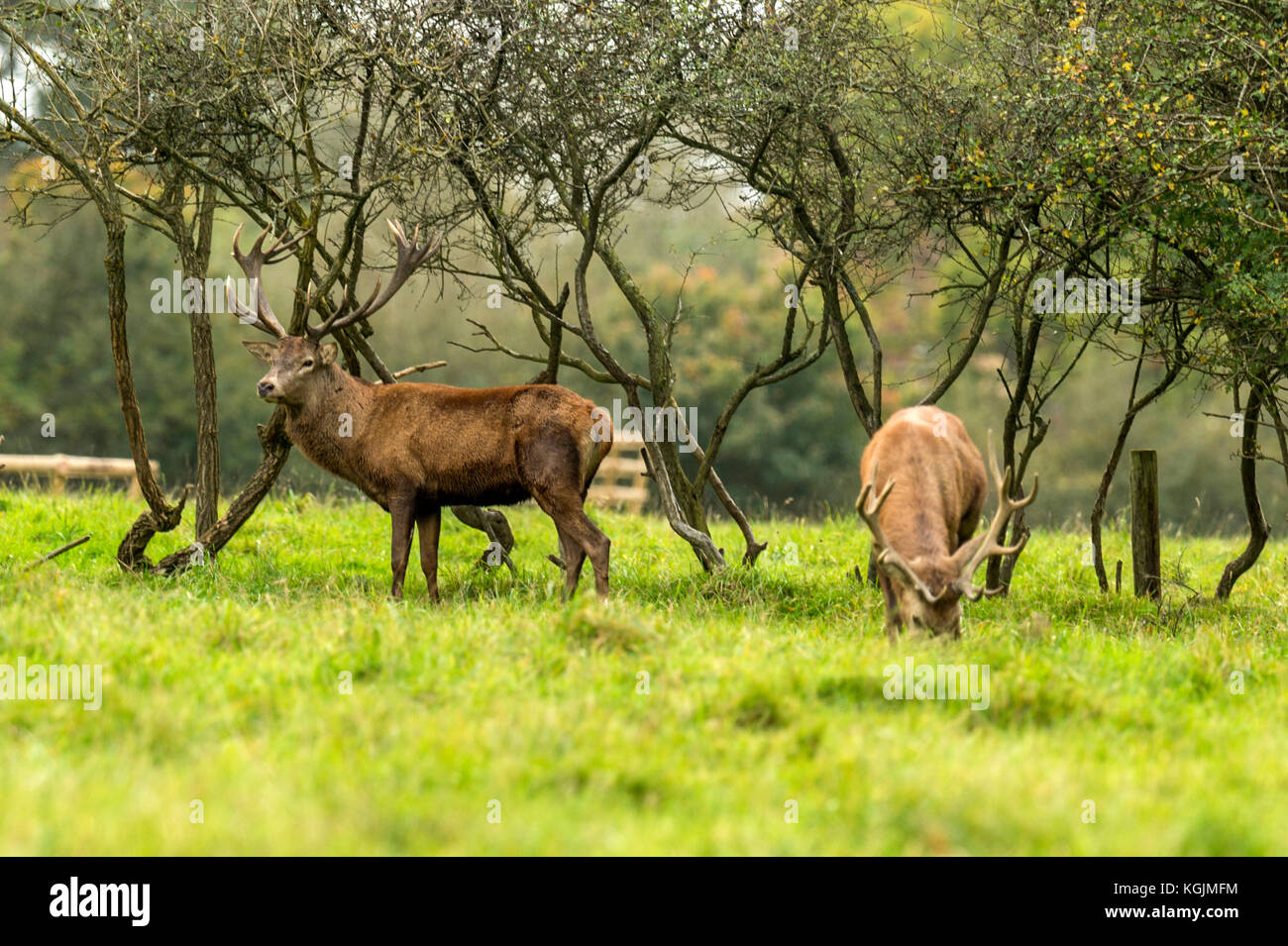 Autunno Red Deer Rut.sequenza immagini raffiguranti scene intorno al ...