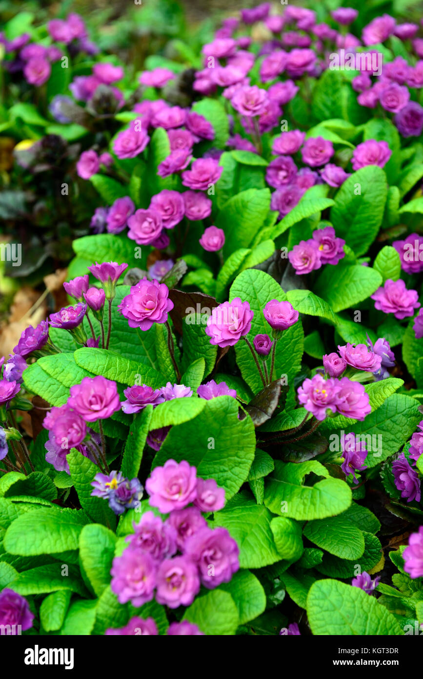 Primula vulgaris marie crousse immagini e fotografie stock ad alta ...