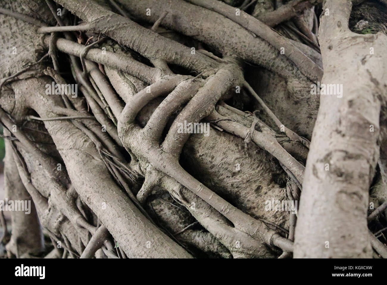 Albero Intrecciato Immagini e Fotos Stock - Alamy