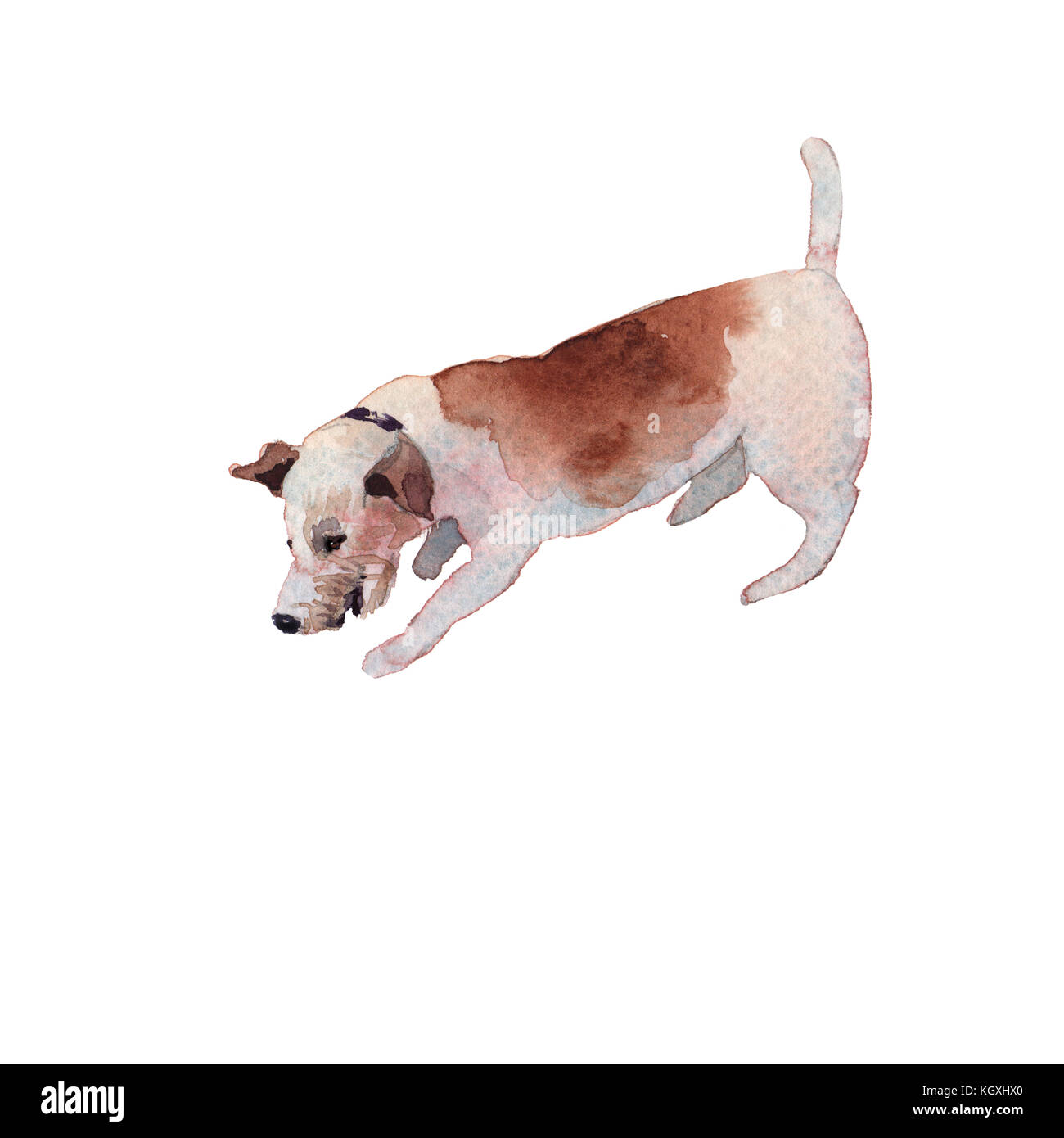Immagini Disegni Jack Russel - Disegni HD