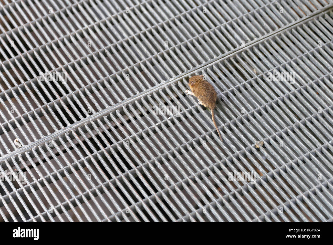 Maglia del roditore immagini e fotografie stock ad alta risoluzione - Alamy