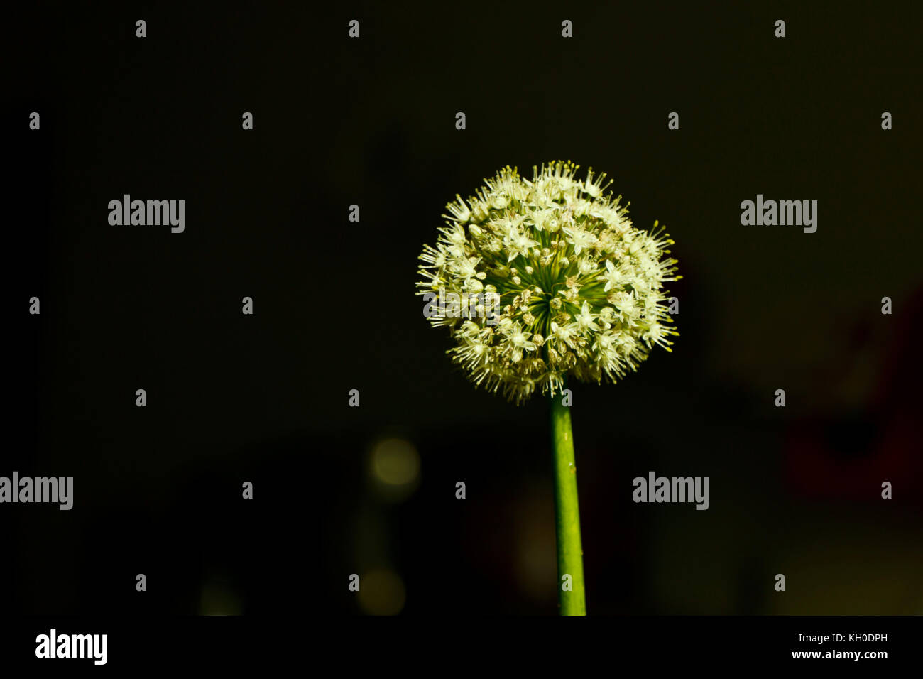 Fiore della fioritura della cipolla immagini e fotografie stock ad alta ...