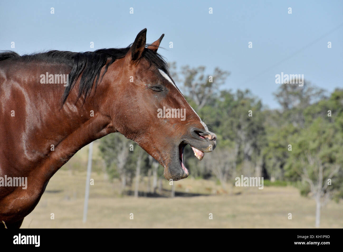 Faccia di cavalli di castagno immagini e fotografie stock ad alta ...