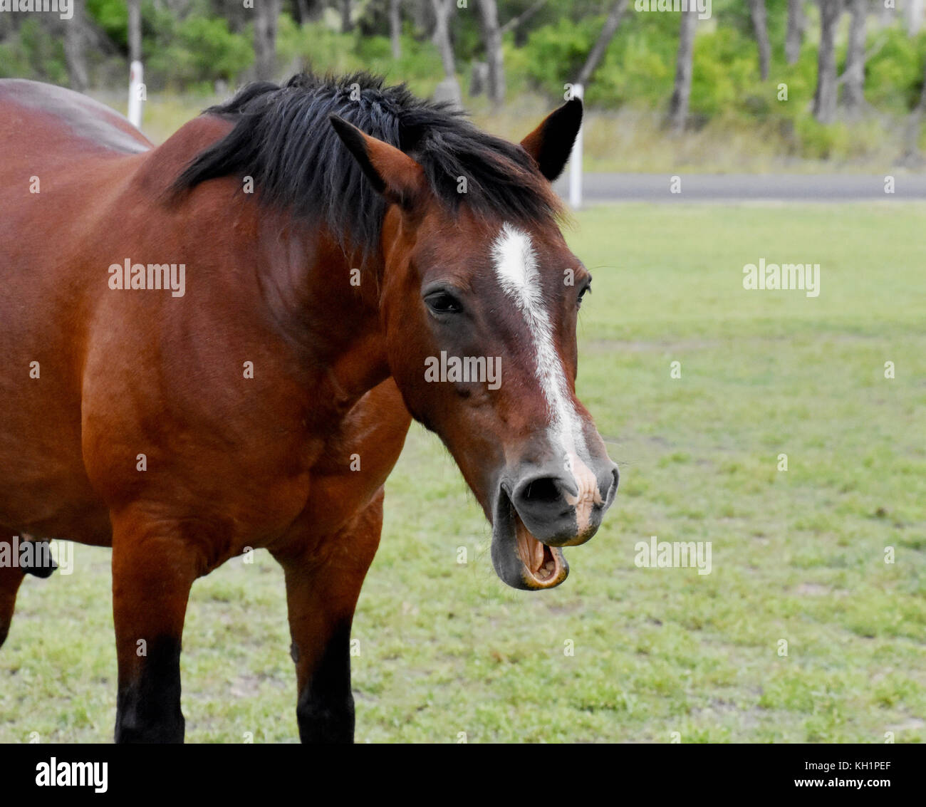Facce buffe faccia buffa immagini e fotografie stock ad alta ...