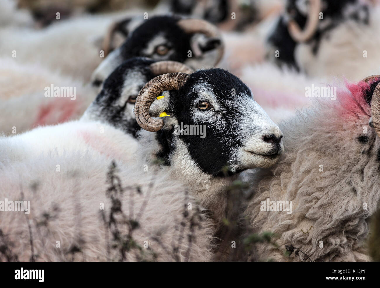 Gregge di pecore swaledale o swaledales immagini e fotografie stock ad ...