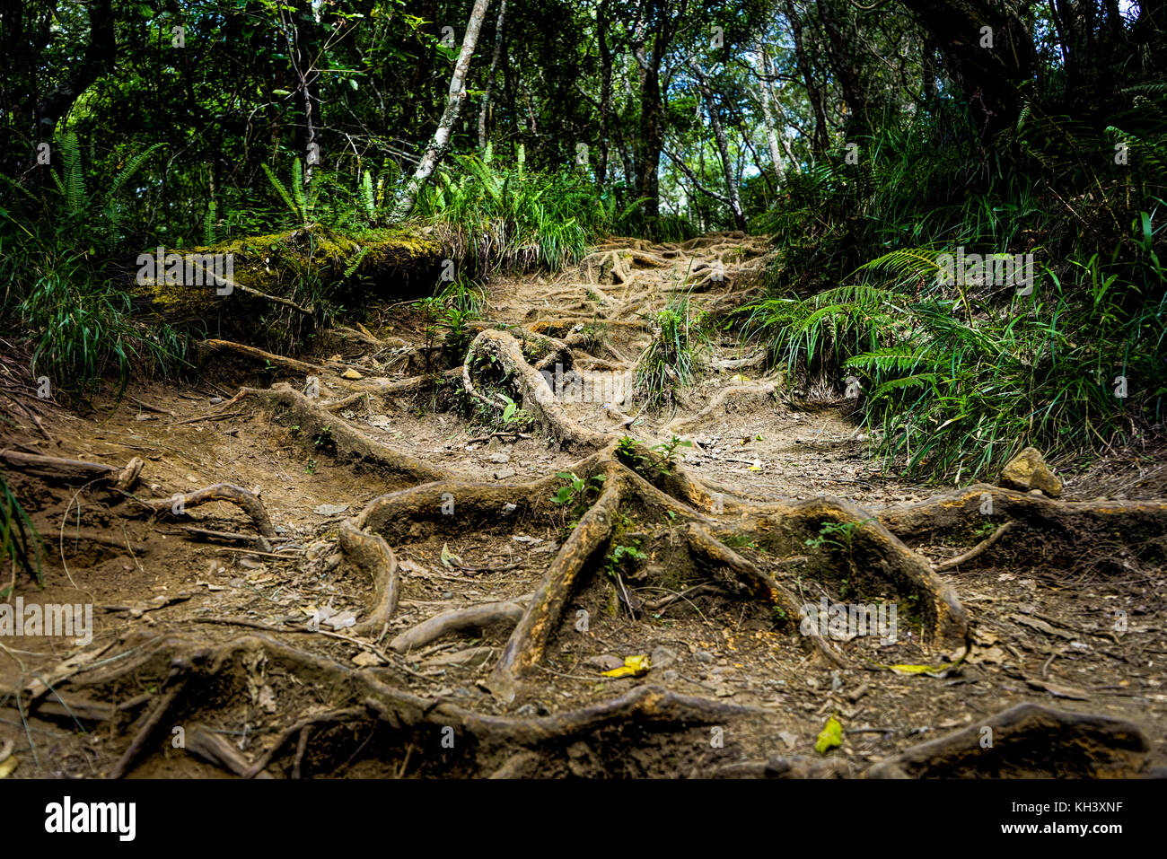 Radice Rampicante Immagini e Fotos Stock - Alamy