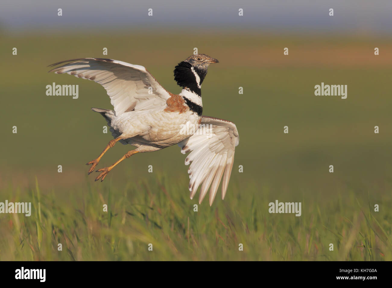 Gallina birds immagini e fotografie stock ad alta risoluzione - Alamy