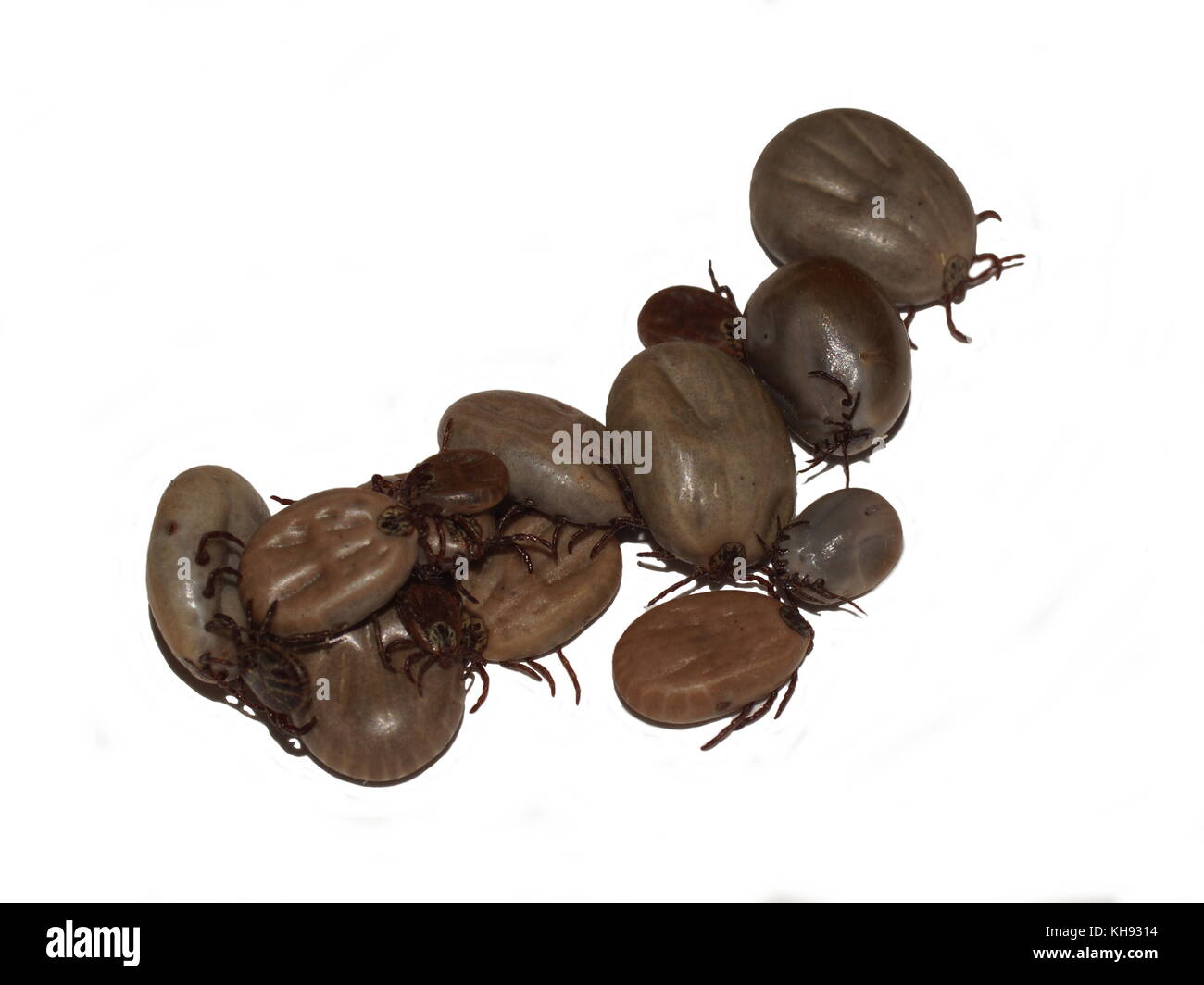 Morso di zecca immagini e fotografie stock ad alta risoluzione - Alamy