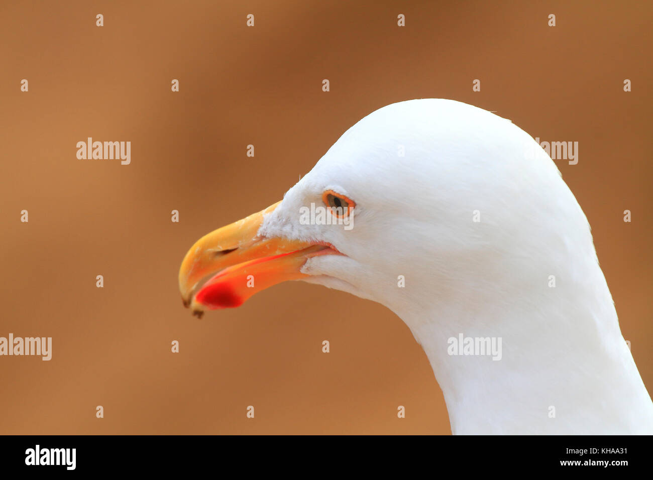 Anatomia del gabbiano immagini e fotografie stock ad alta risoluzione ...