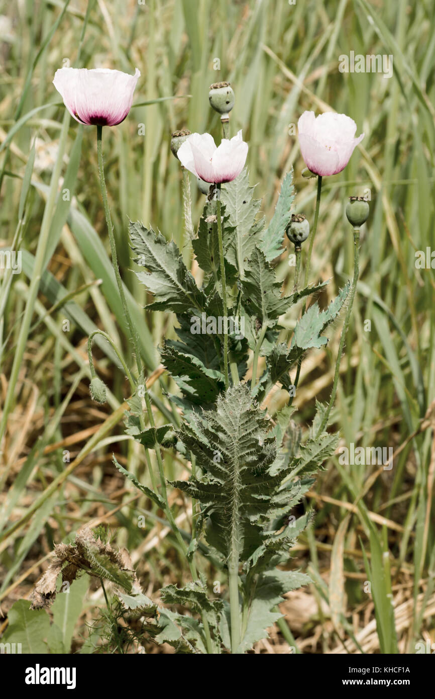 Papaver somniferum ssp setigerum immagini e fotografie stock ad alta ...