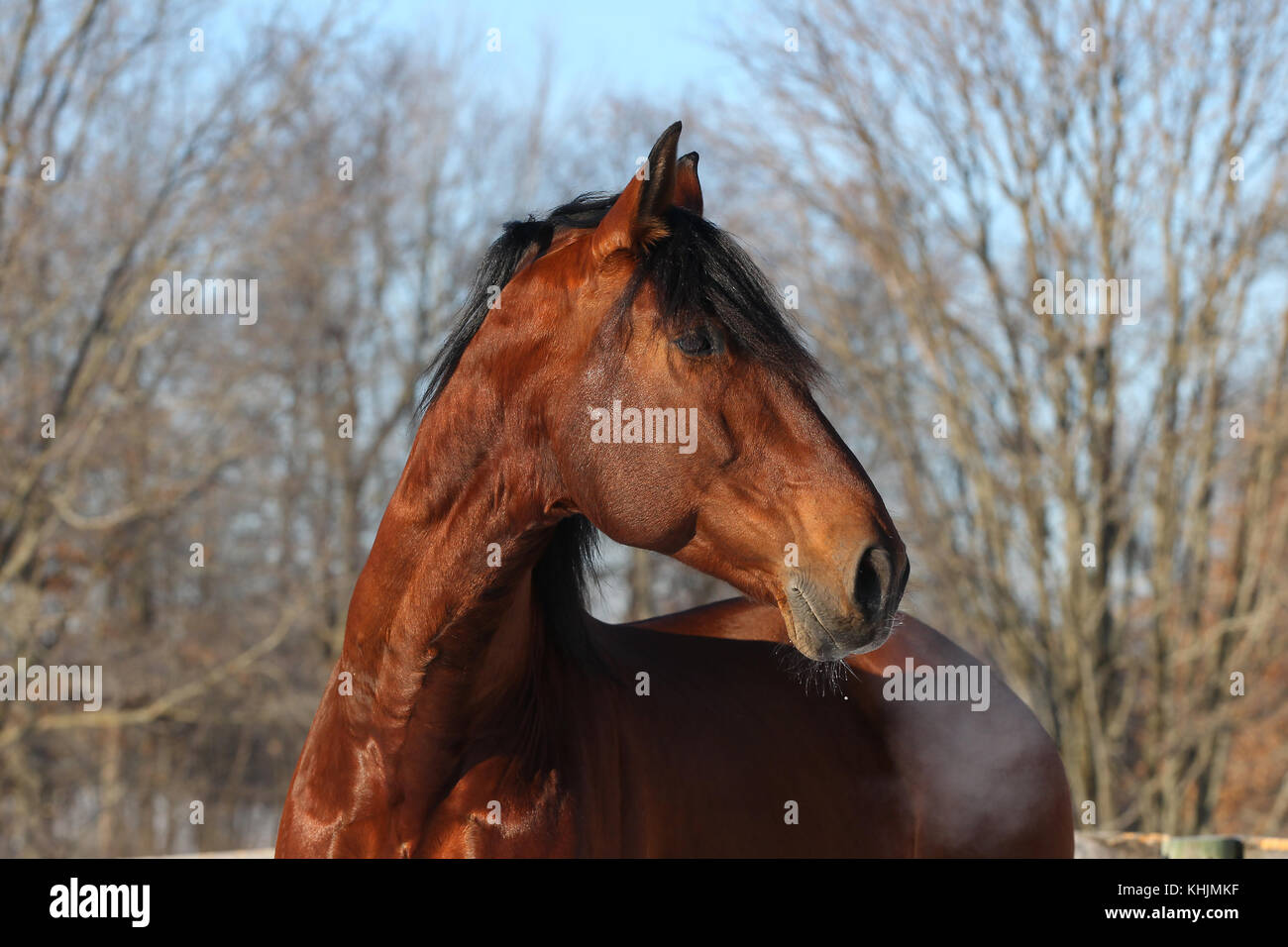 Colpo alla testa dello stallone immagini e fotografie stock ad alta ...