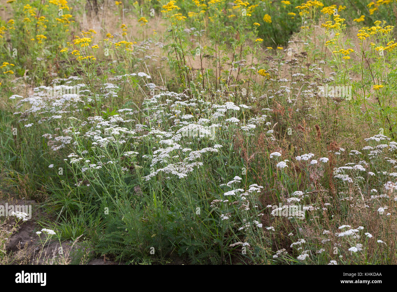 Schafgarbe, Gewöhnliche Schafgarbe, Wiesen-Schafgarbe, Schafgabe ...