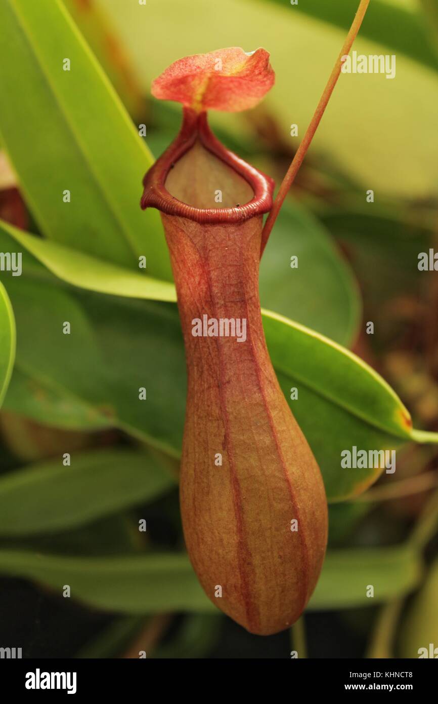 Alata nepenthes pianta brocca alata immagini e fotografie stock ad alta ...