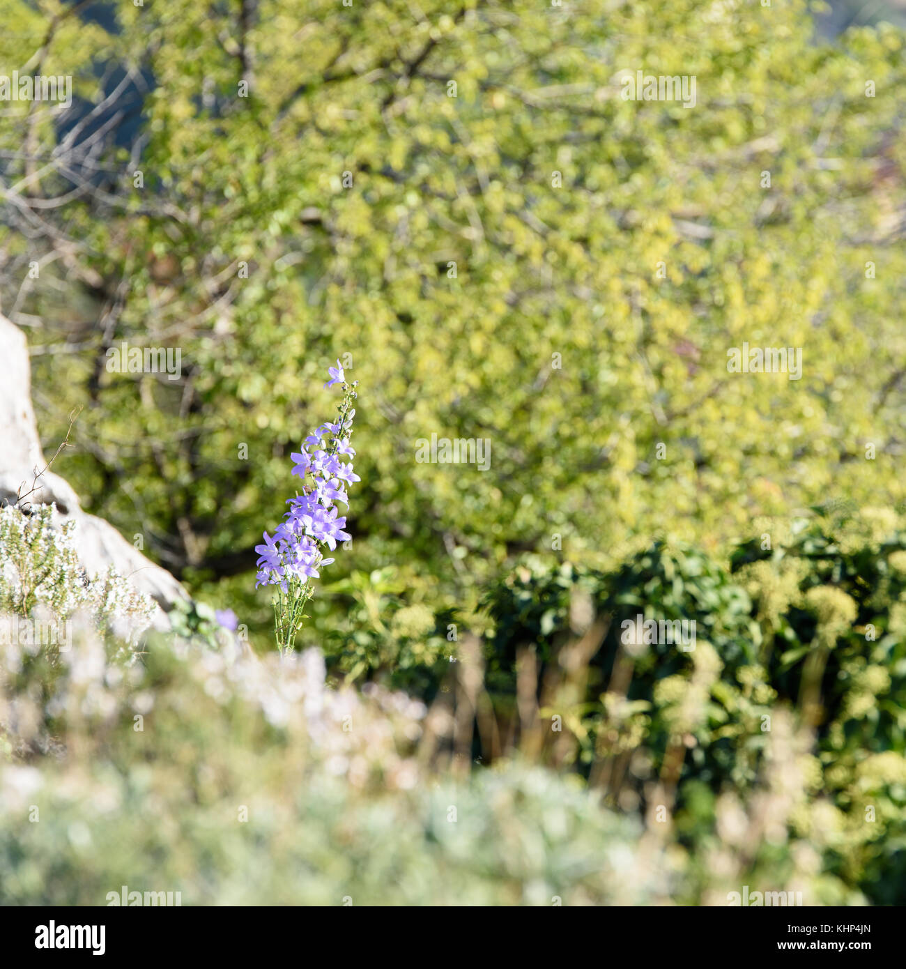 Fiori e piante di autunno del Carso di Trieste Foto stock - Alamy