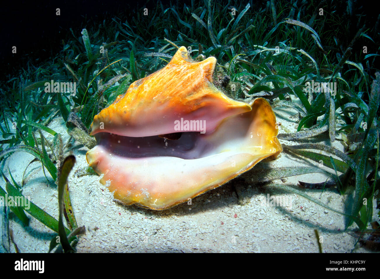 Queen conch strombus gigas immagini e fotografie stock ad alta ...