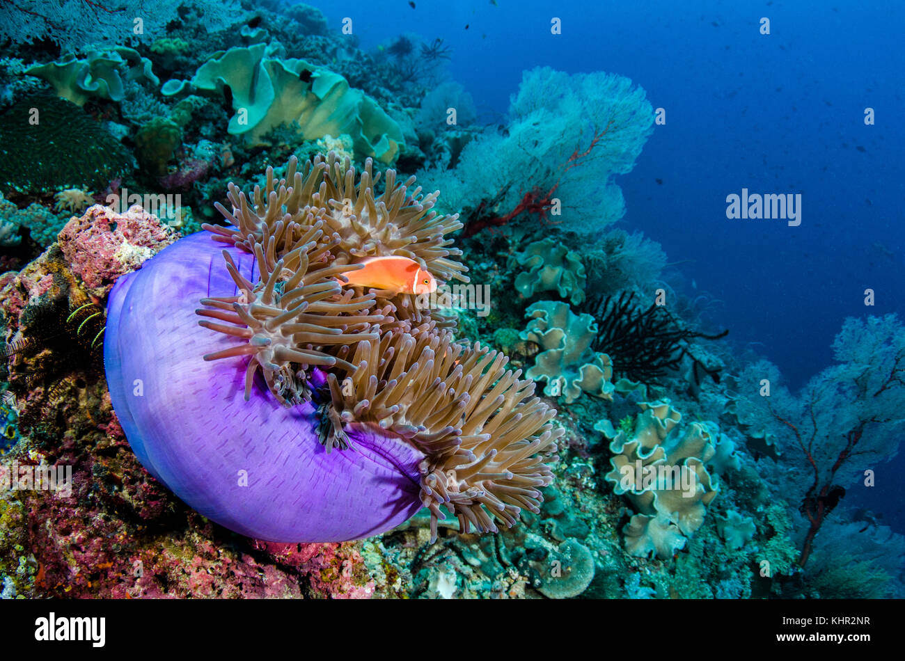 Anemonefish rosa (Amphiprion perideraion) e Anemone mare magnifico ...