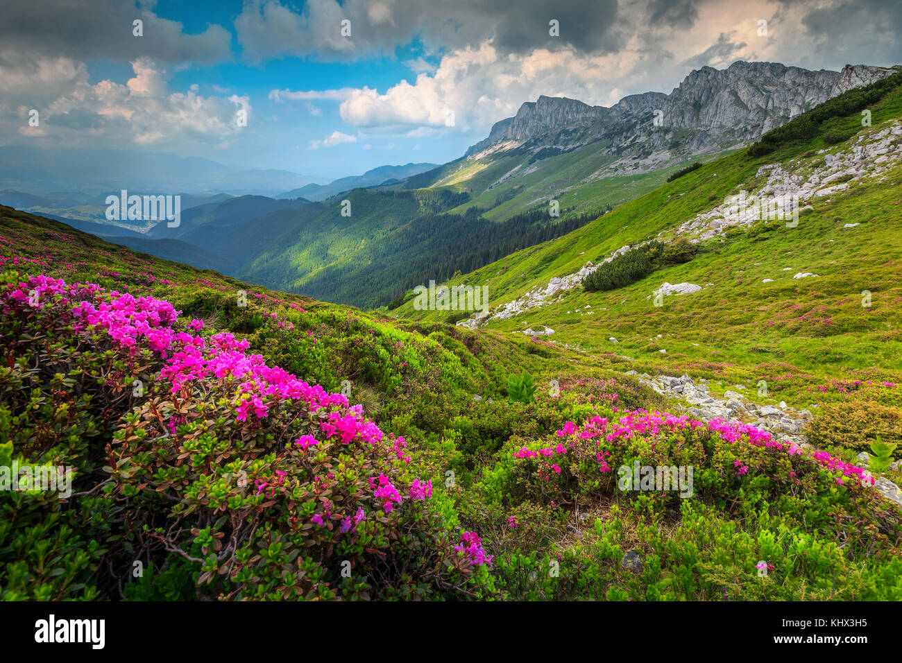 Incredibile paesaggio estivo, incredibili colorato rododendro rosa ...