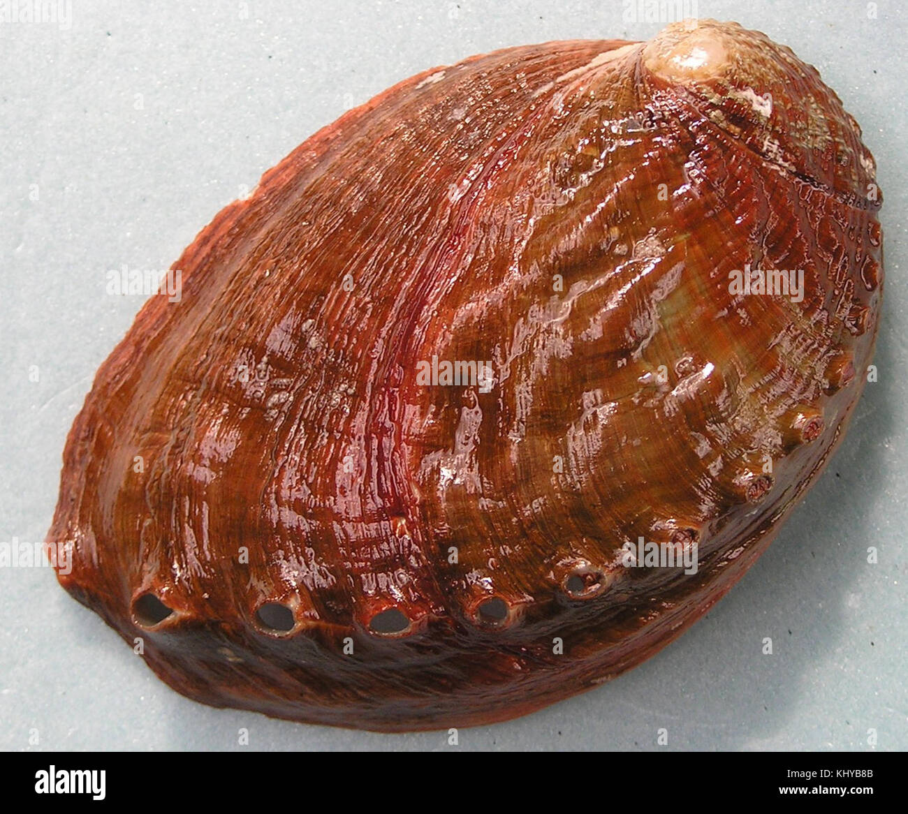 Haliotis discus immagini e fotografie stock ad alta risoluzione - Alamy