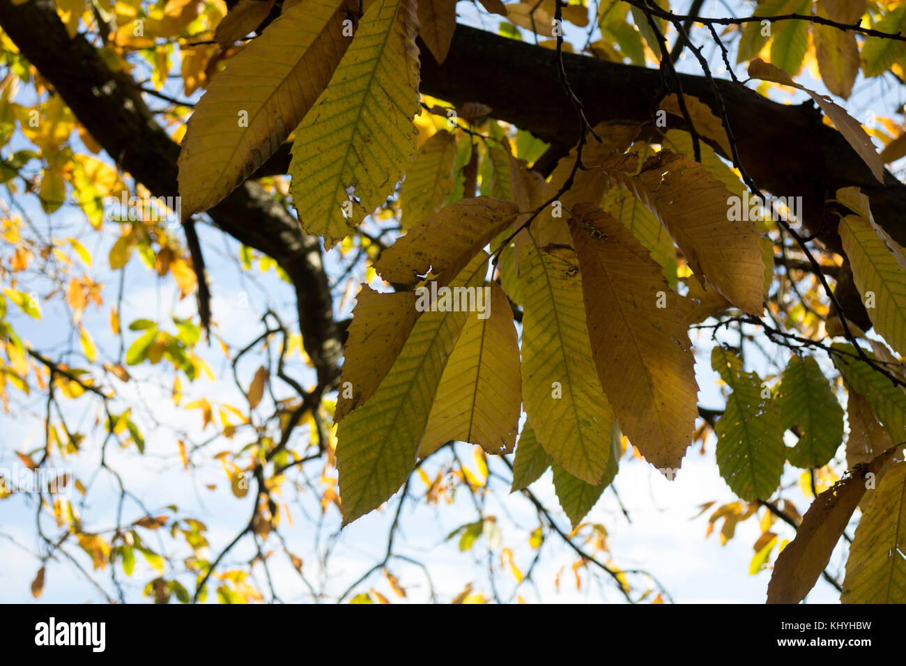 Albero di castagno da colorare immagini e fotografie stock ad alta ...