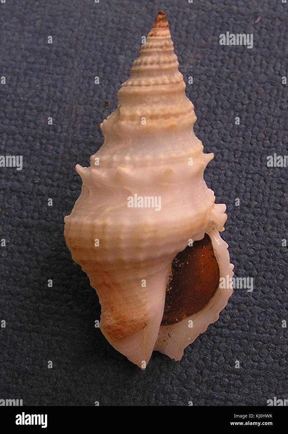 Clavatula muricata immagini e fotografie stock ad alta risoluzione - Alamy