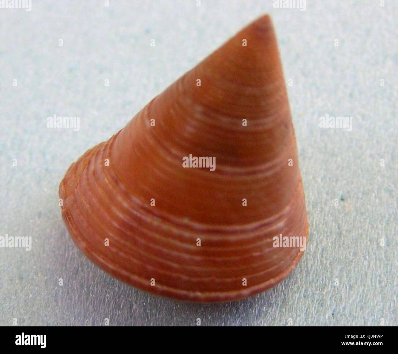 Calliostoma conulus immagini e fotografie stock ad alta risoluzione - Alamy
