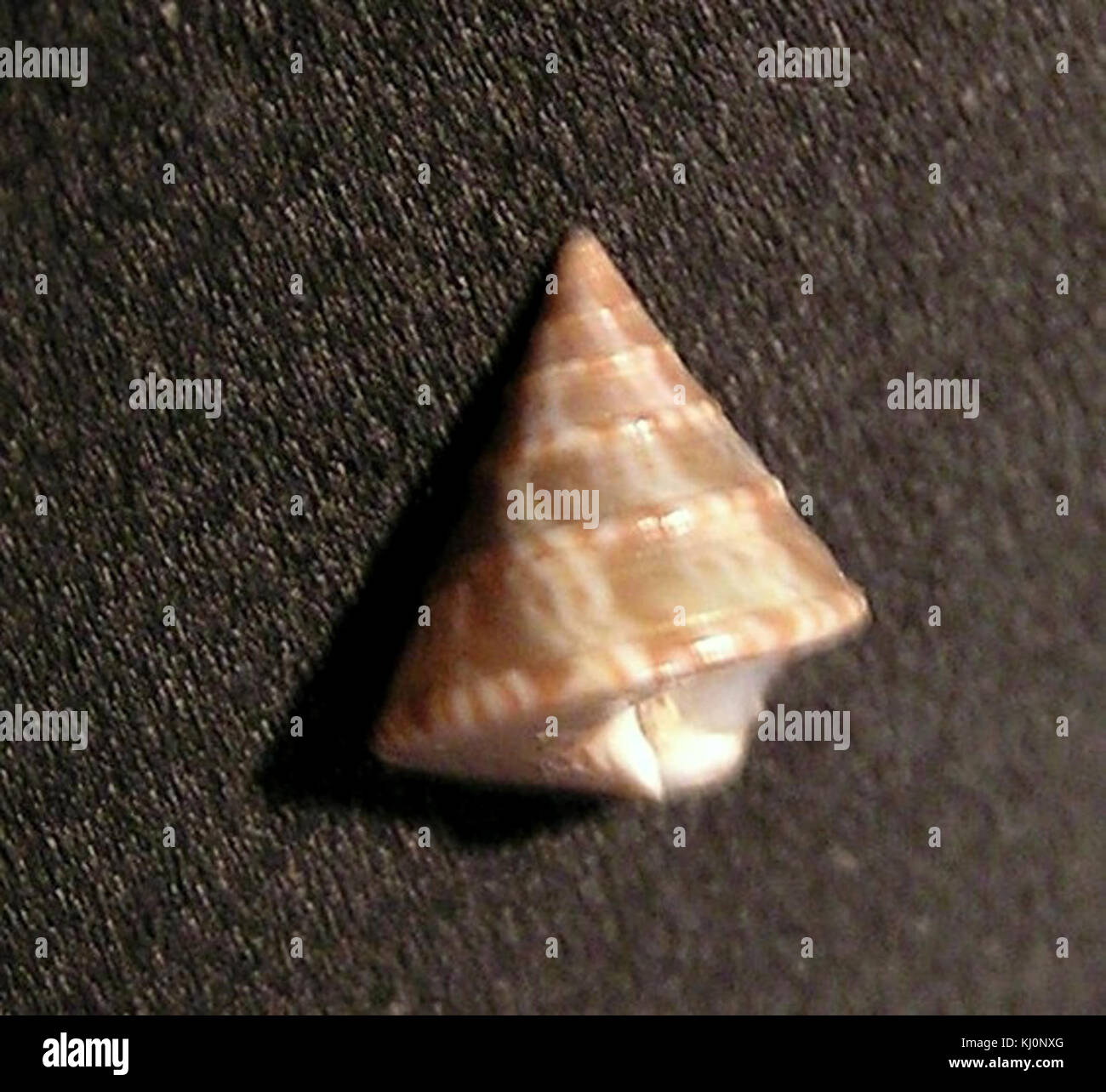 Calliostoma conulus immagini e fotografie stock ad alta risoluzione - Alamy