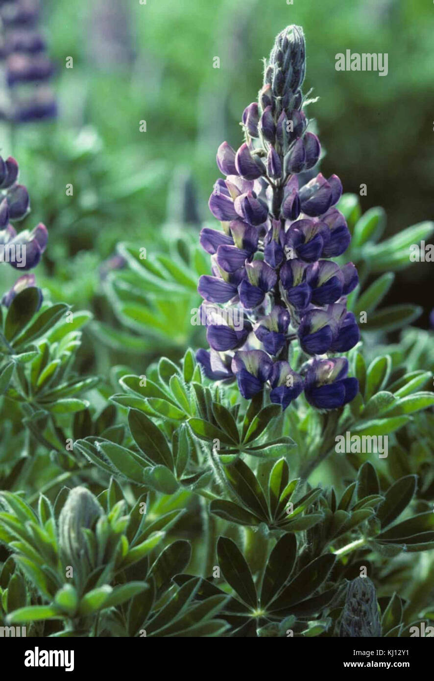 Vecchia foto di lupino immagini e fotografie stock ad alta risoluzione ...