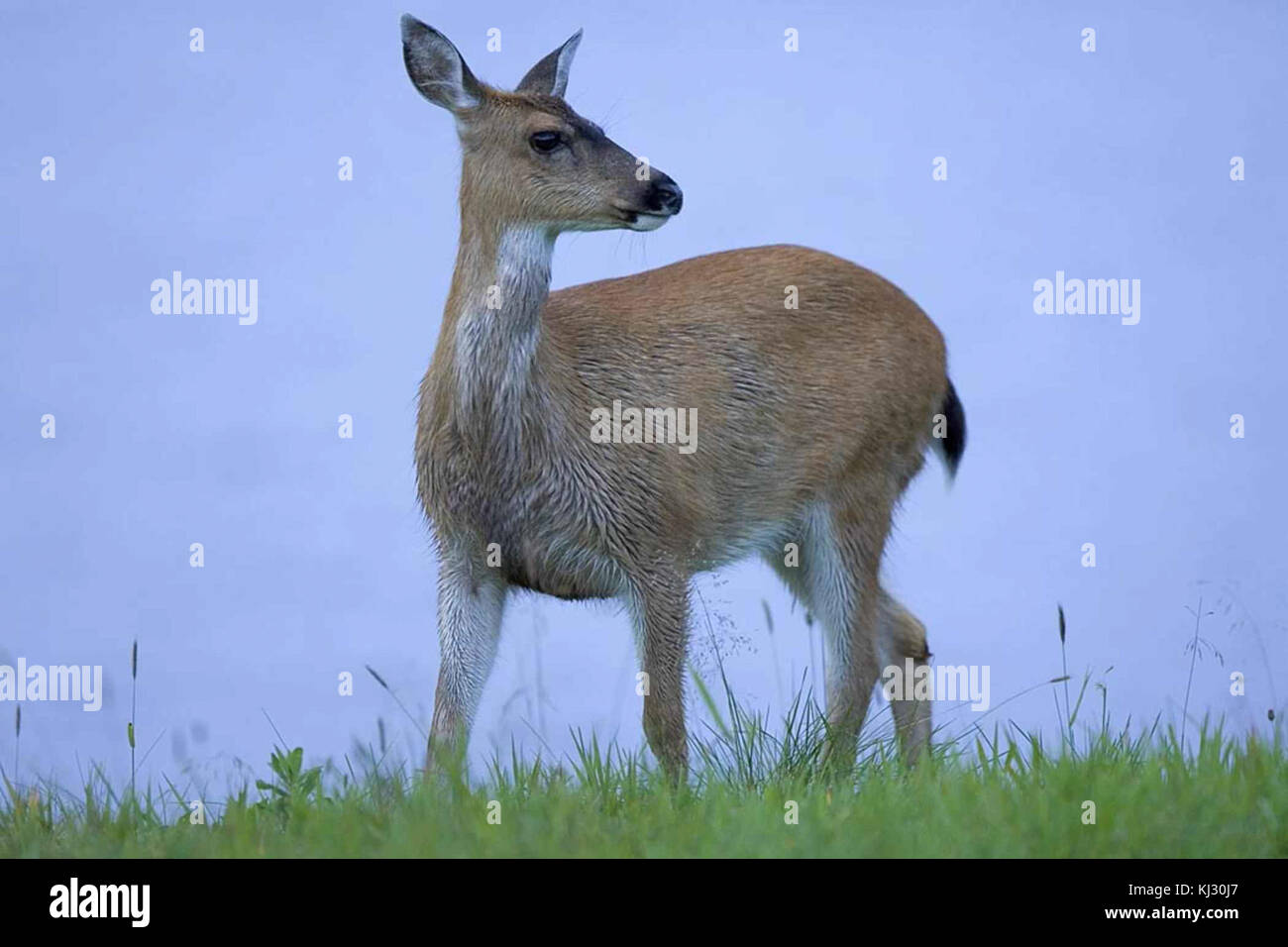 Cervo sitka dalla coda nera odocoileus hemionus sitkensis immagini e ...