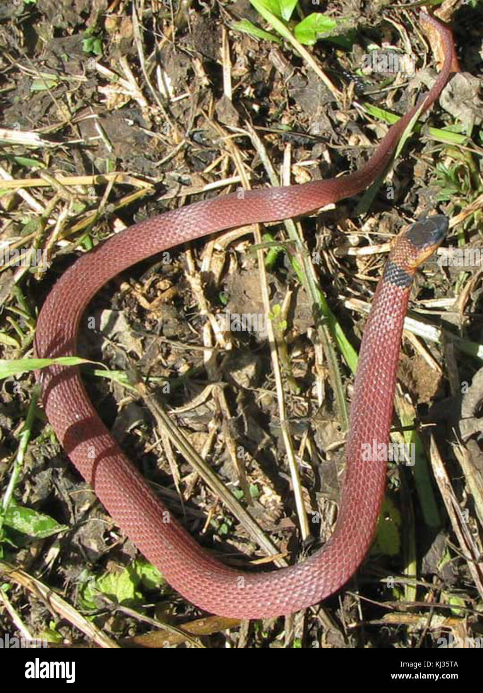 Ninia sebae immagini e fotografie stock ad alta risoluzione - Alamy